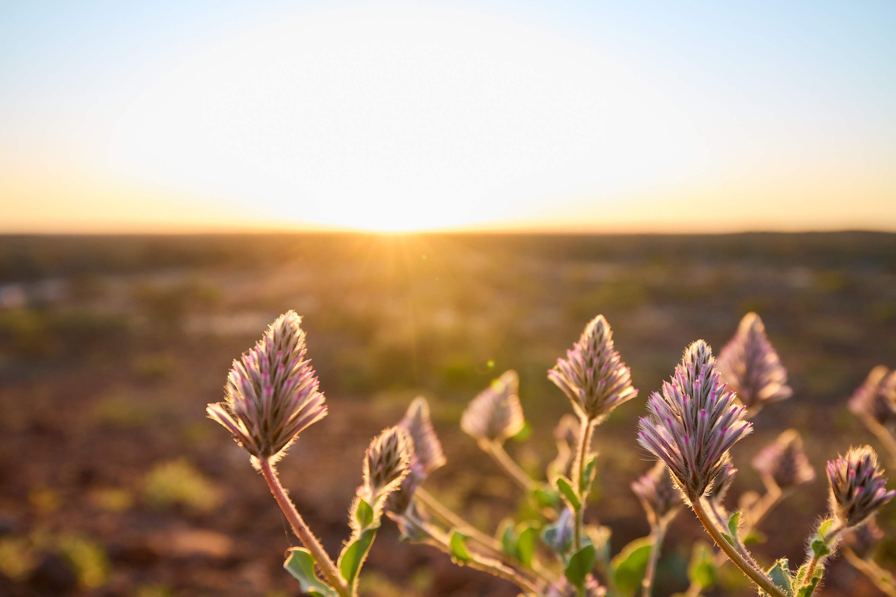 TransWA | Coaches WA | Prospector Train Kalgoorlie | Australia's…