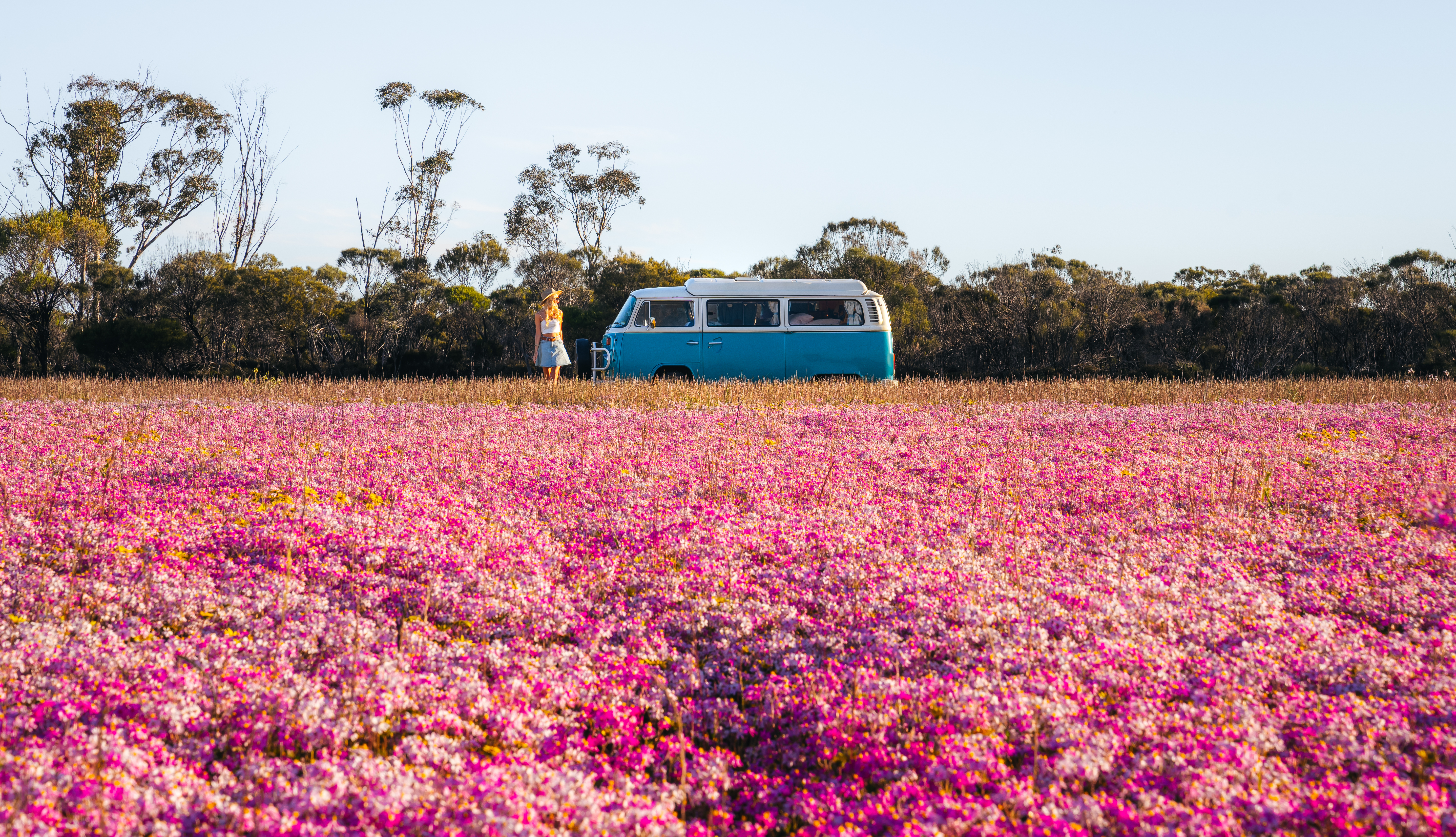 Top Wildflower Locations in Australia’s… | Australia's Golden Outback