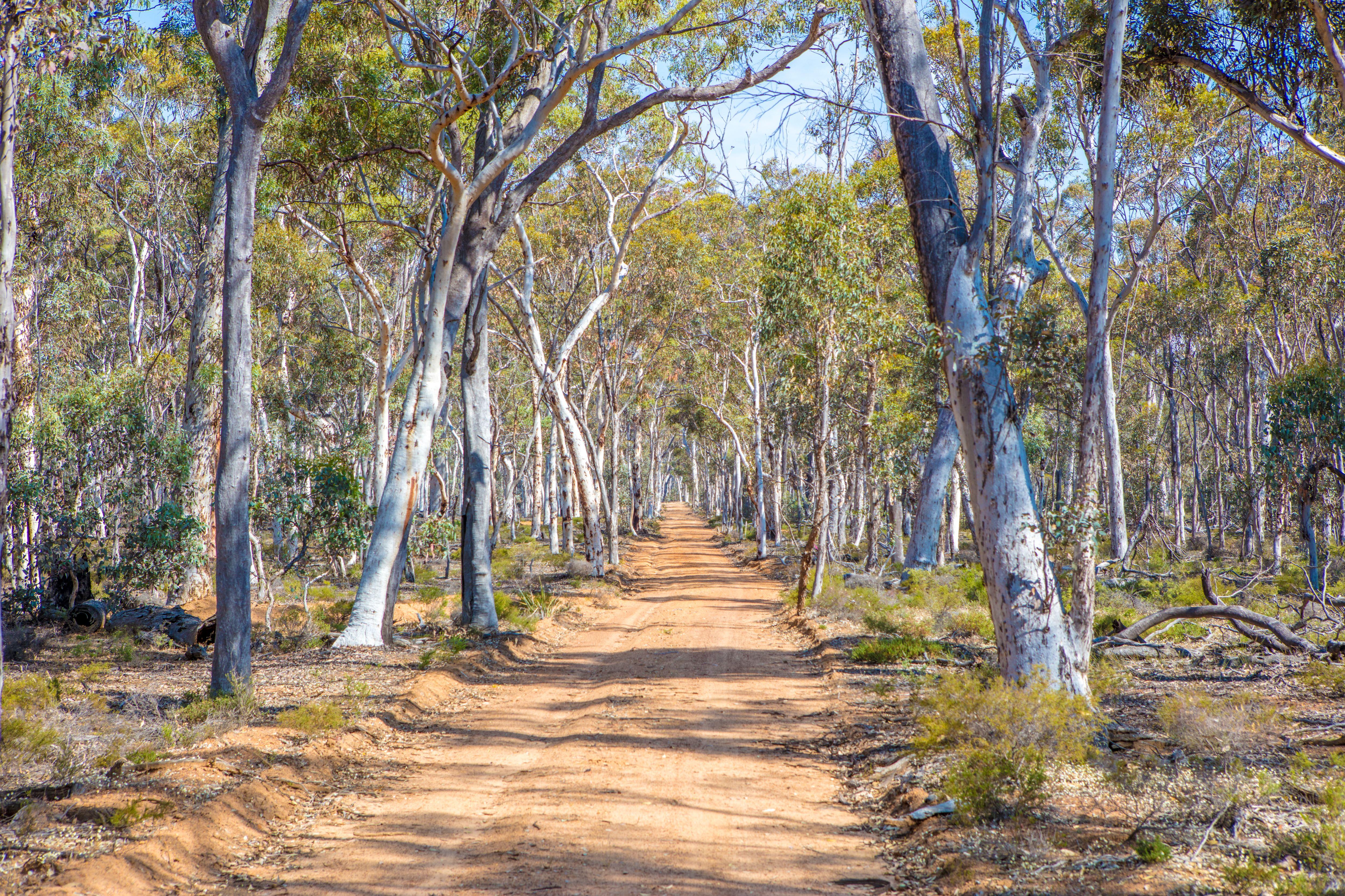 Dryandra National Park | Australia's Golden Outback