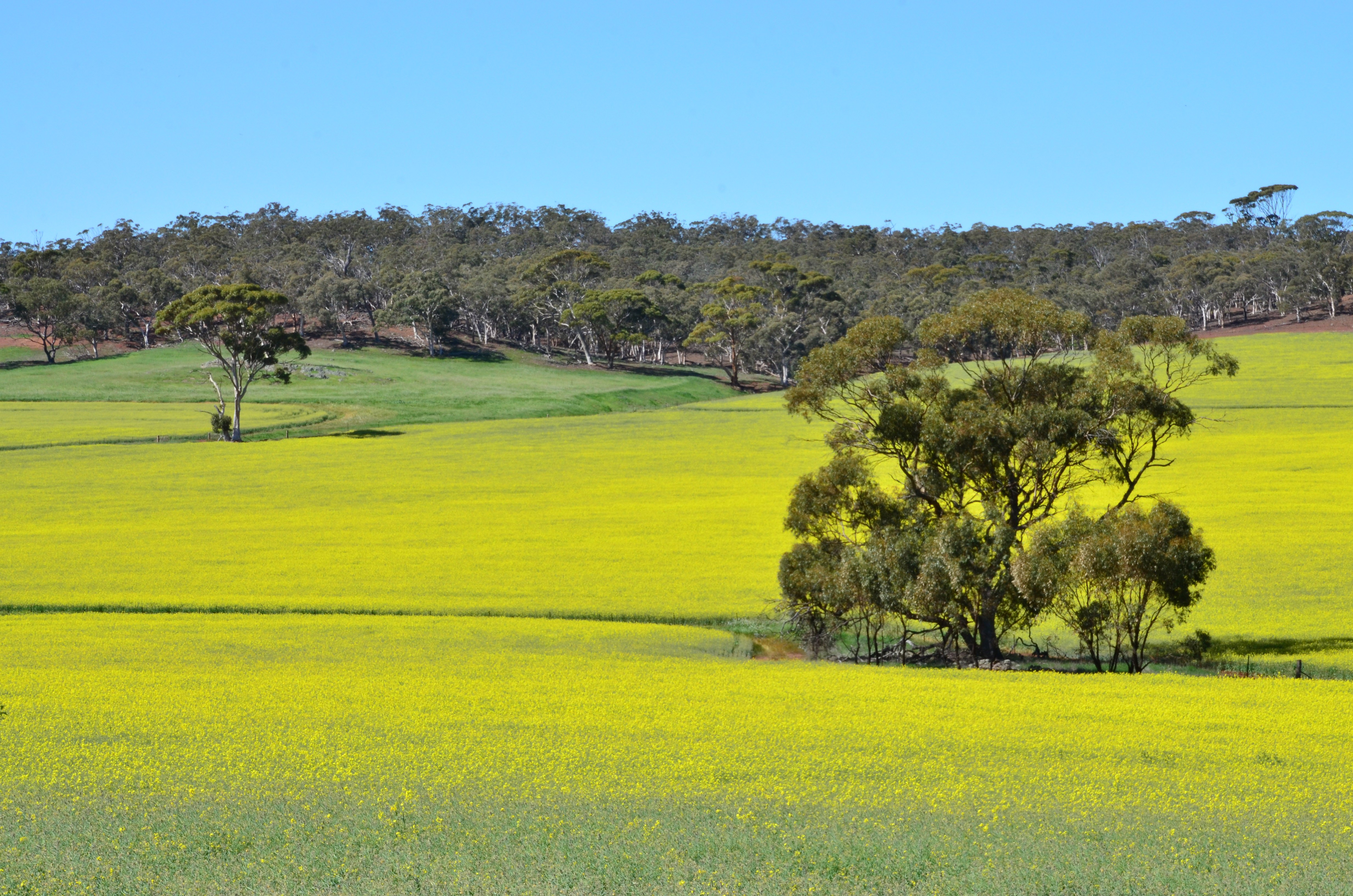 Moora | Australia's Golden Outback