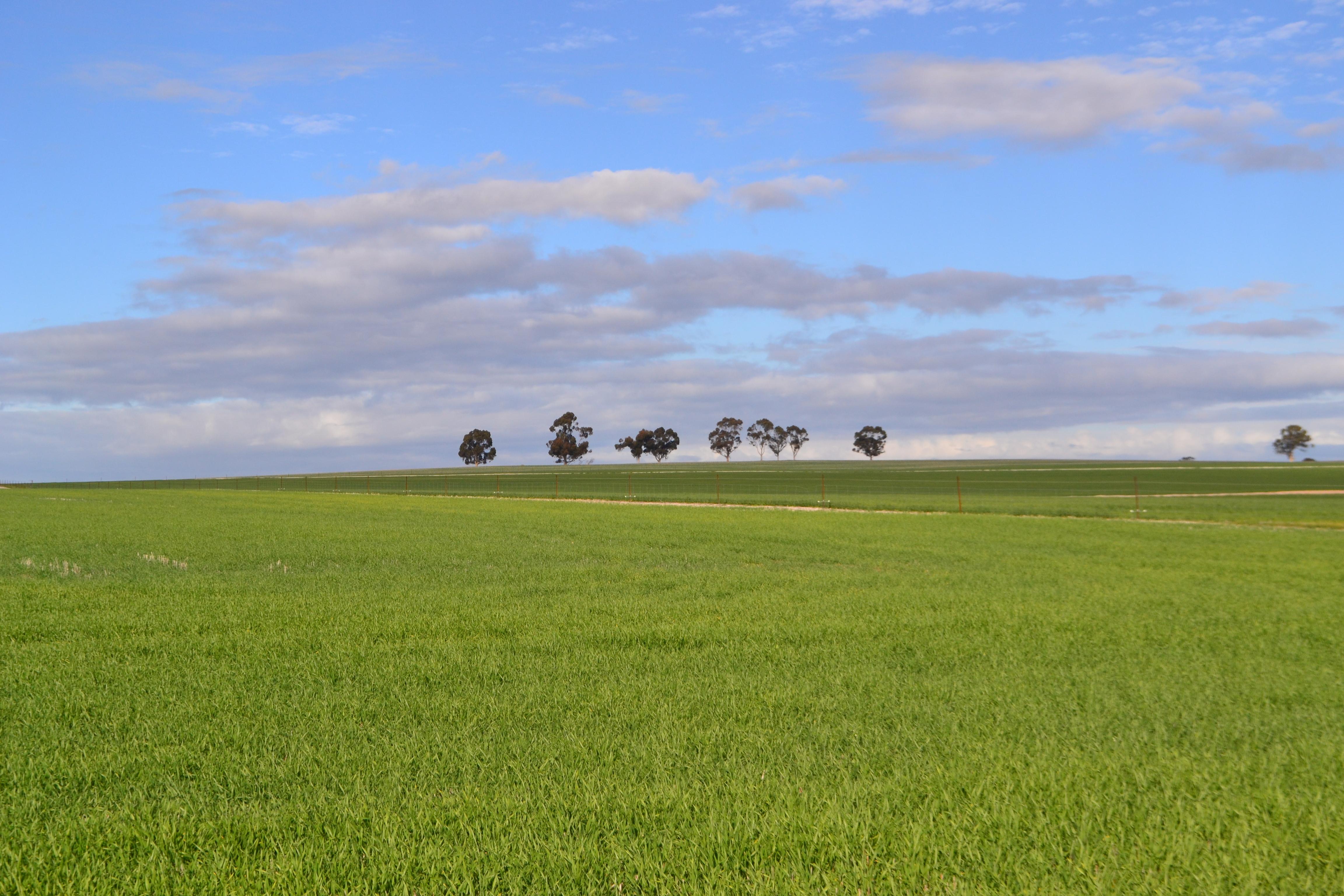 Pingelly | Australia's Golden Outback