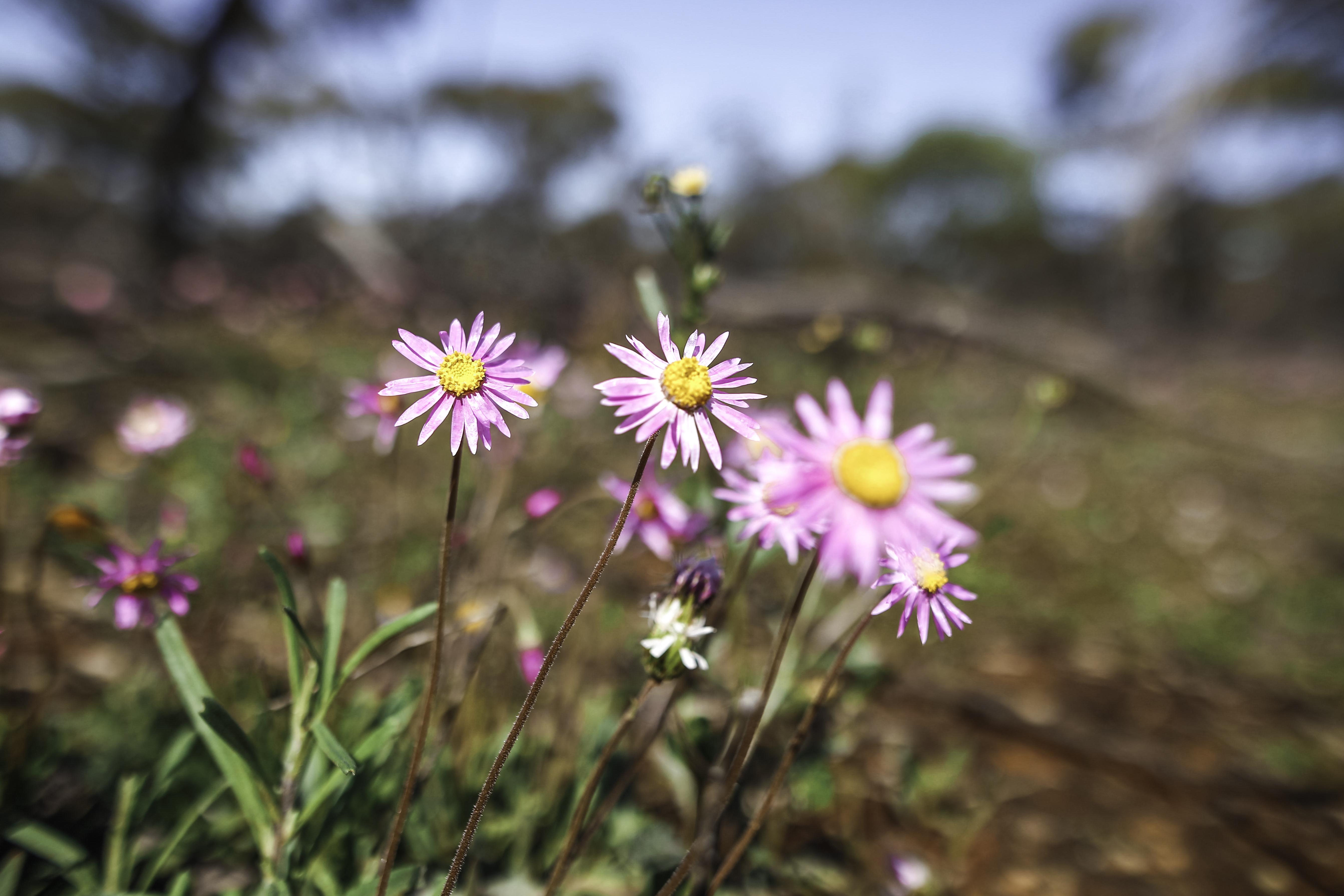 TransWA | Coaches WA | Prospector Train Kalgoorlie | Australia's…