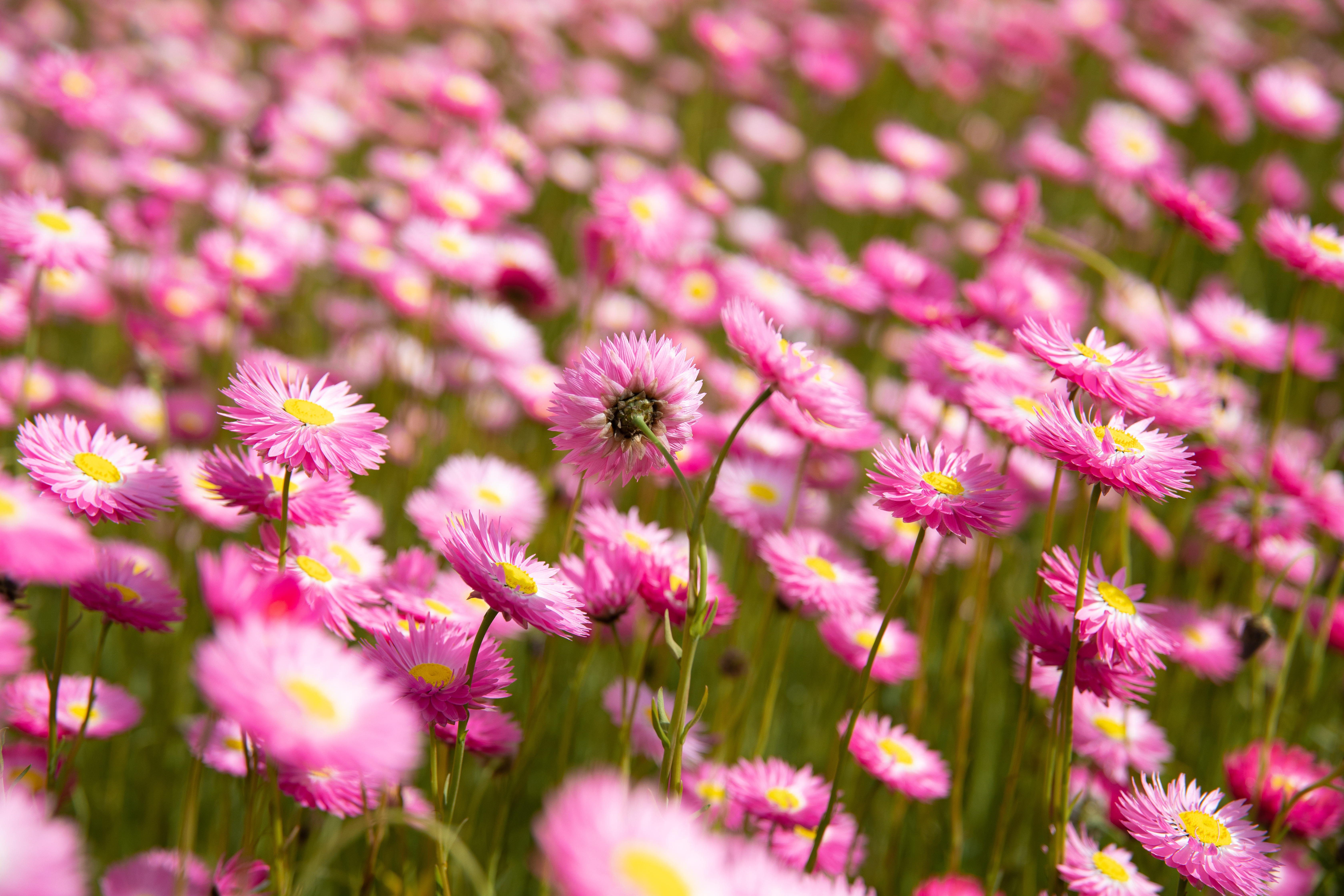 Where to see Wildflowers in WA's Golden Outback