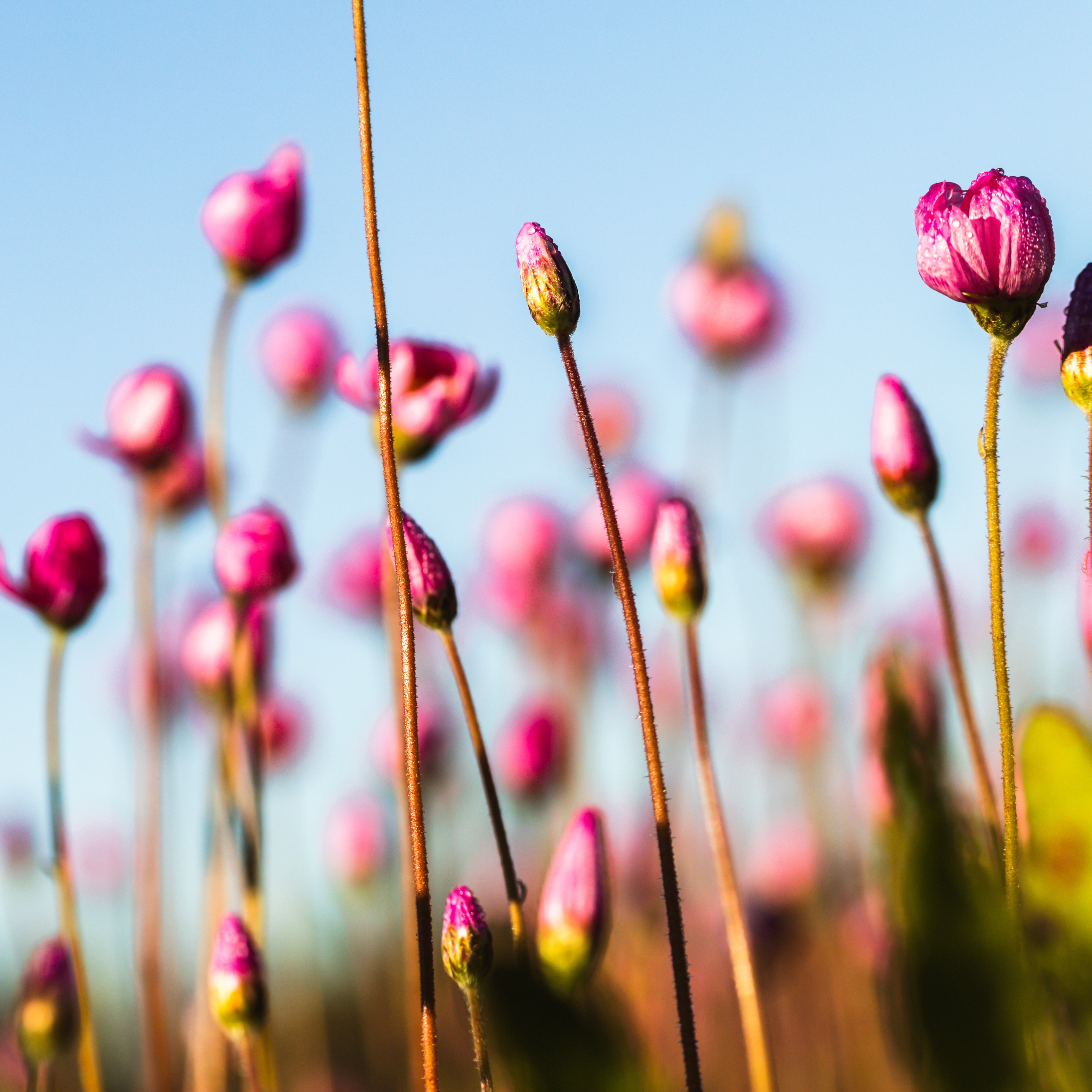 TransWA | Coaches WA | Prospector Train Kalgoorlie | Australia's…