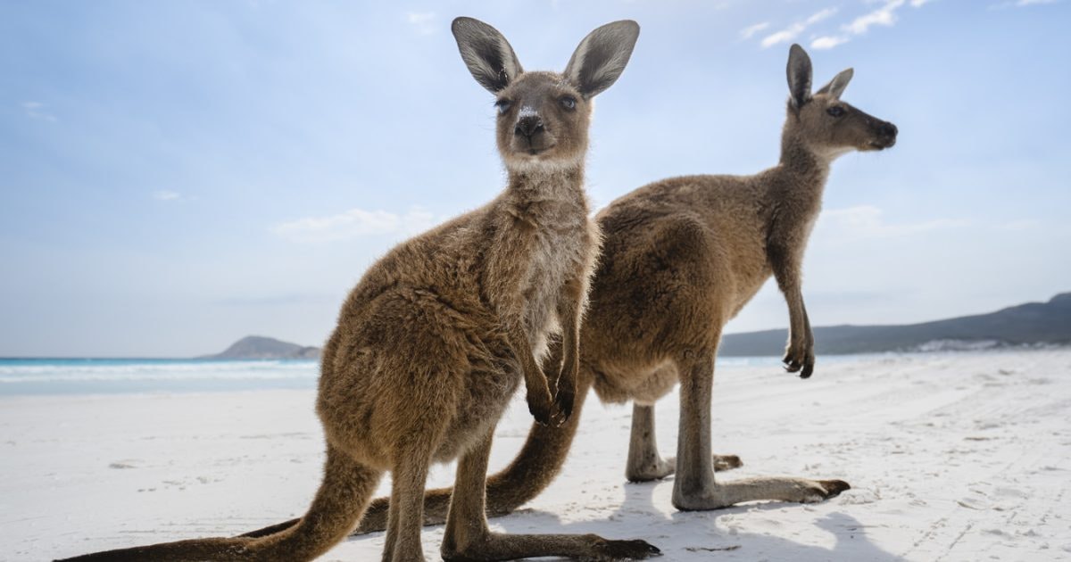 Get to know the amazing animals of the… | Australia's Golden Outback