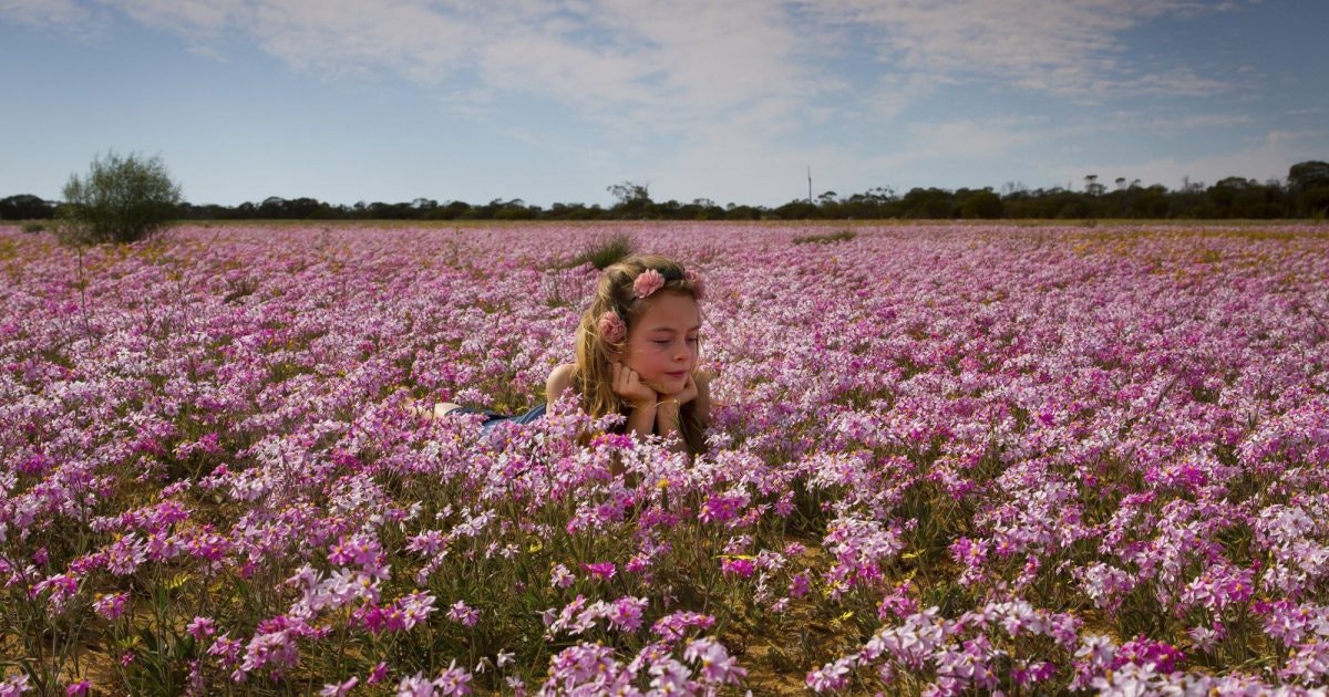 How to take the best Wildflower Photos | Australia's Golden Outback