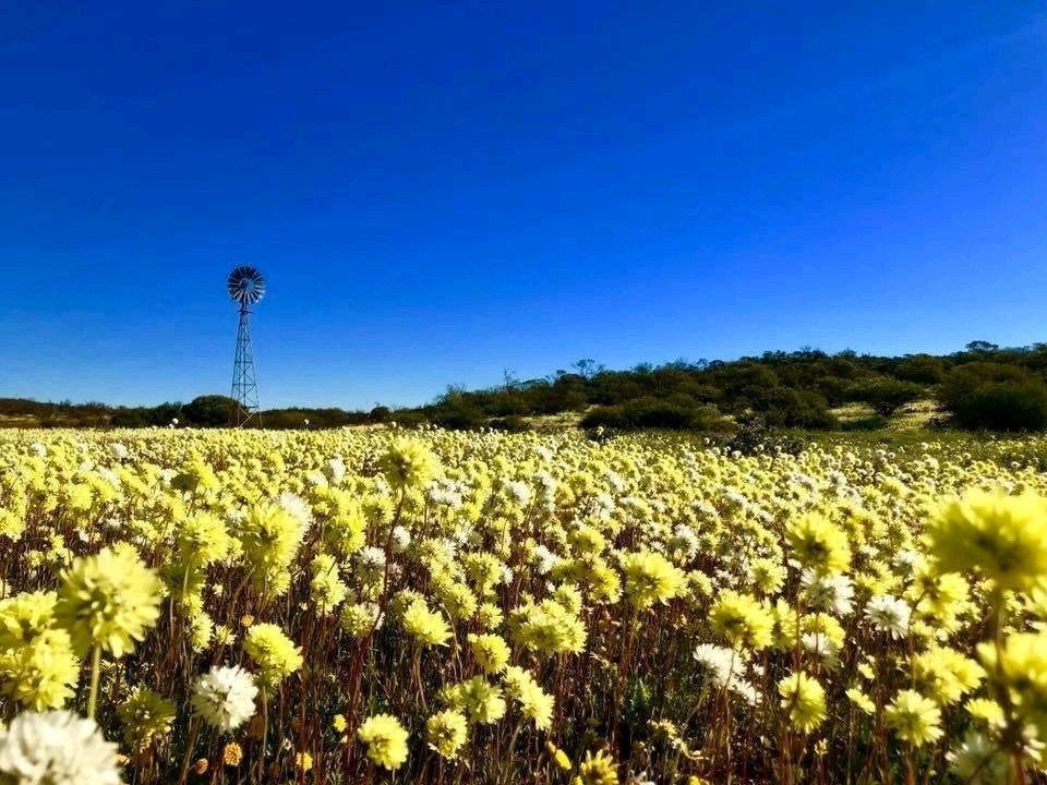 Morawa | Australia's Golden Outback