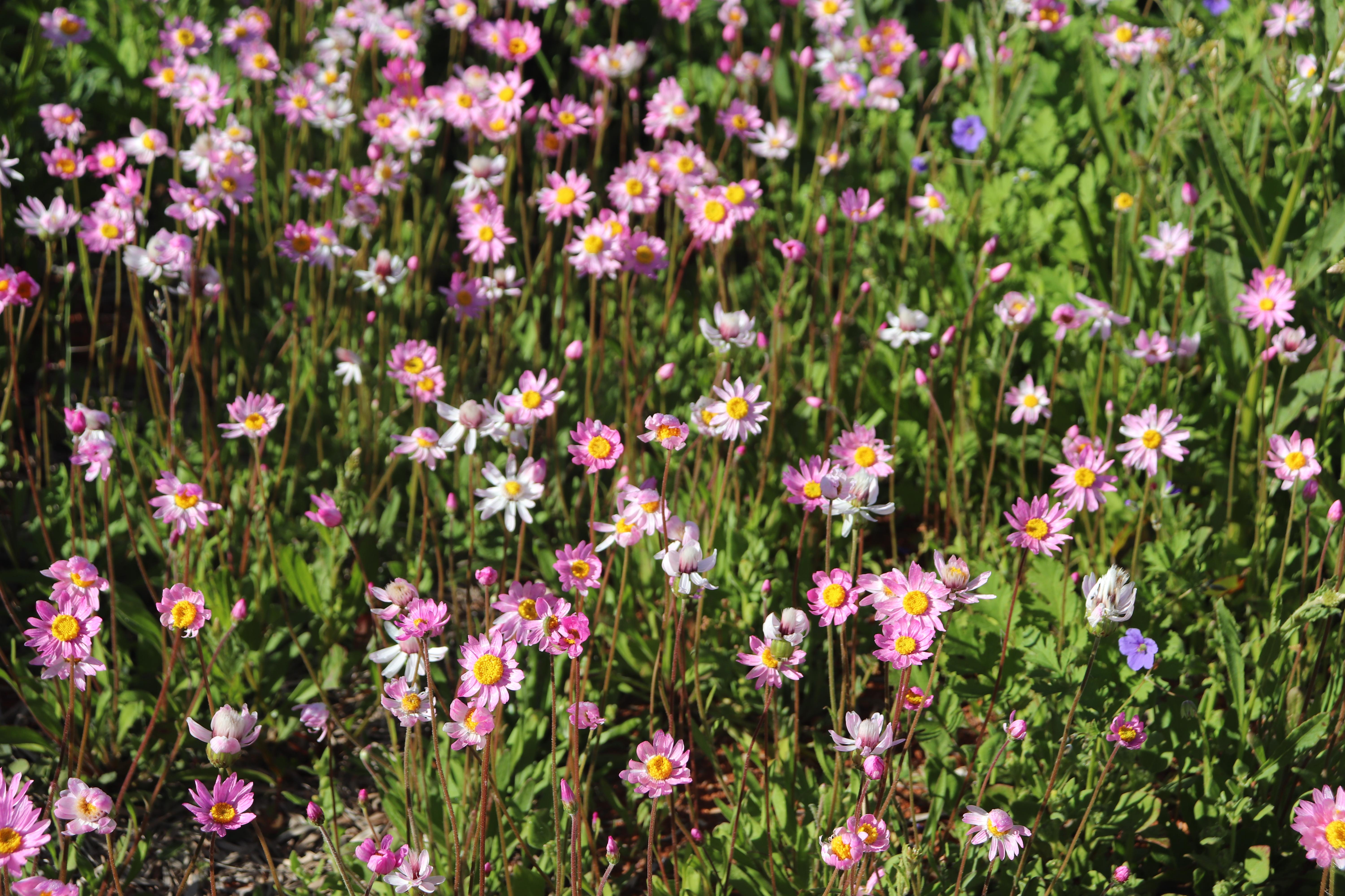 Where to see Wildflowers in WA's Golden Outback