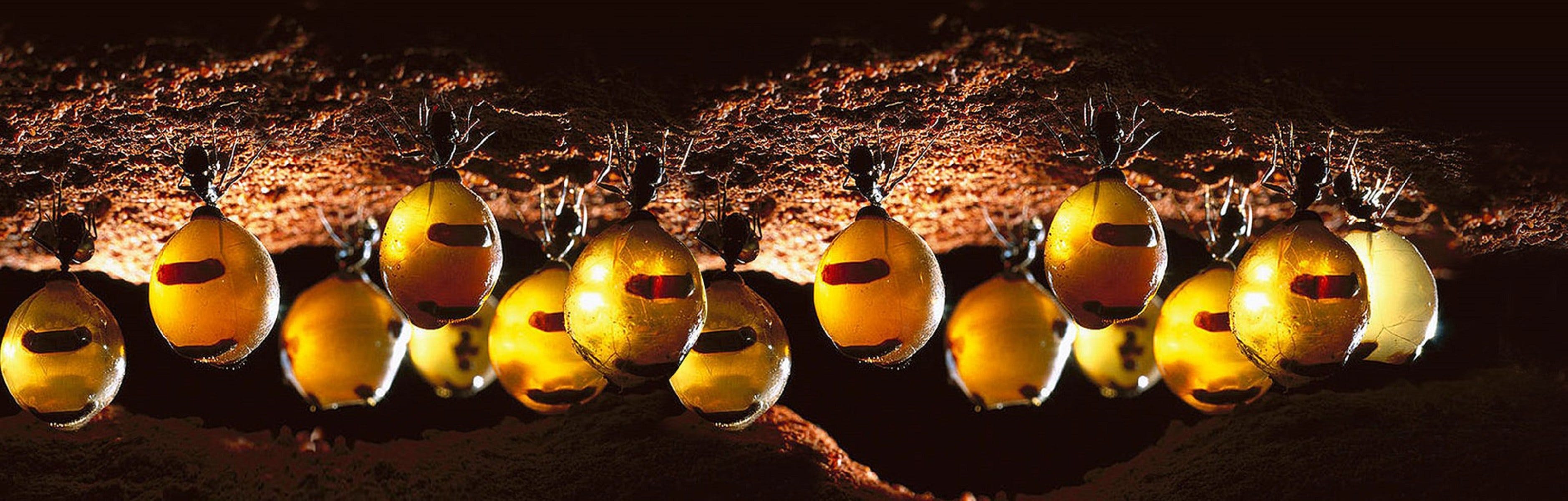 Honey Ant Tours | Australia's Golden Outback