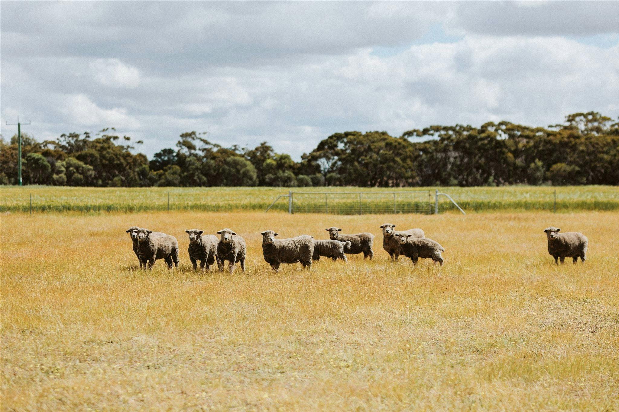 The Paddock Camp Corrigin | Australia's Golden Outback
