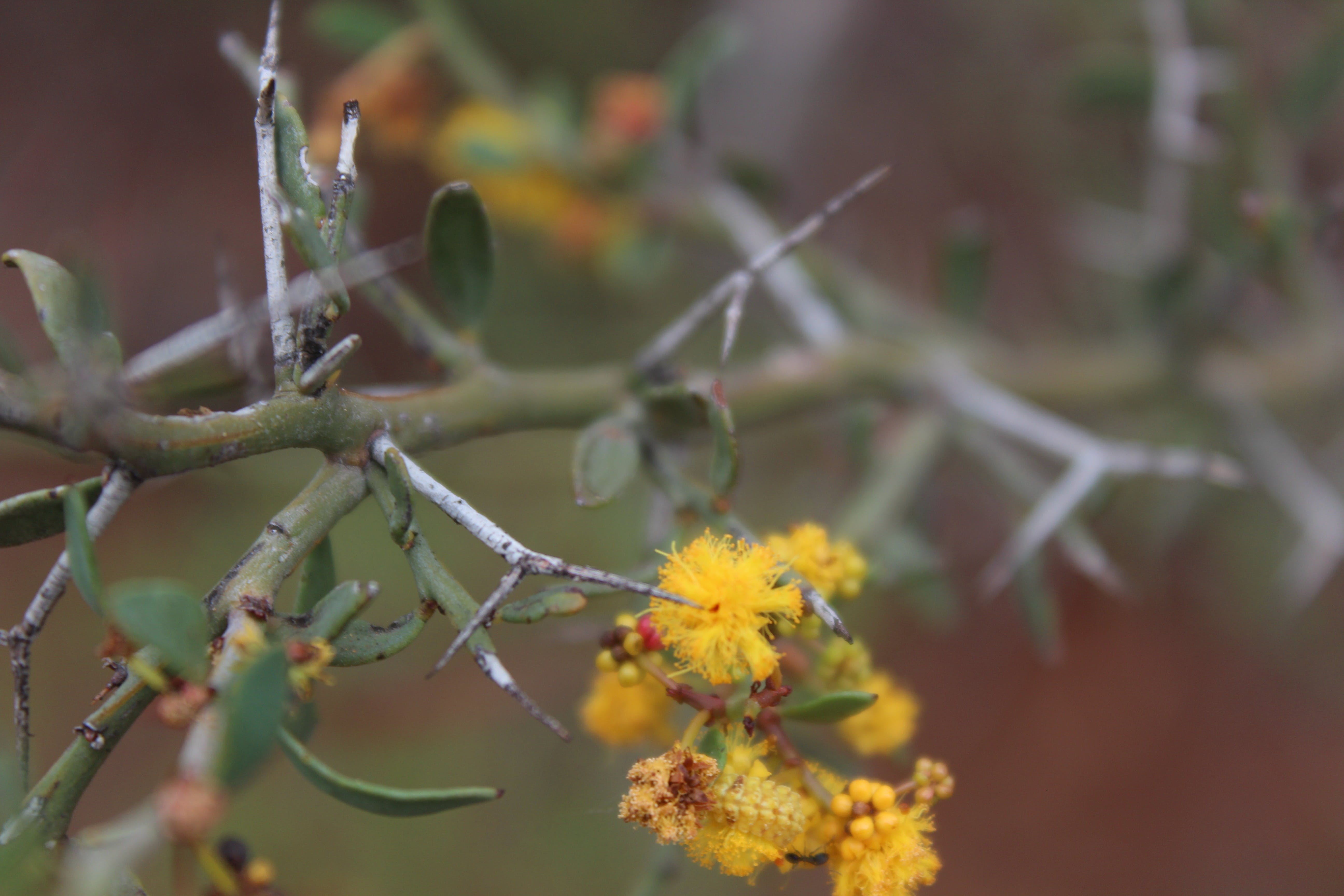 Karlkurla Bushland Park | Australia's Golden Outback