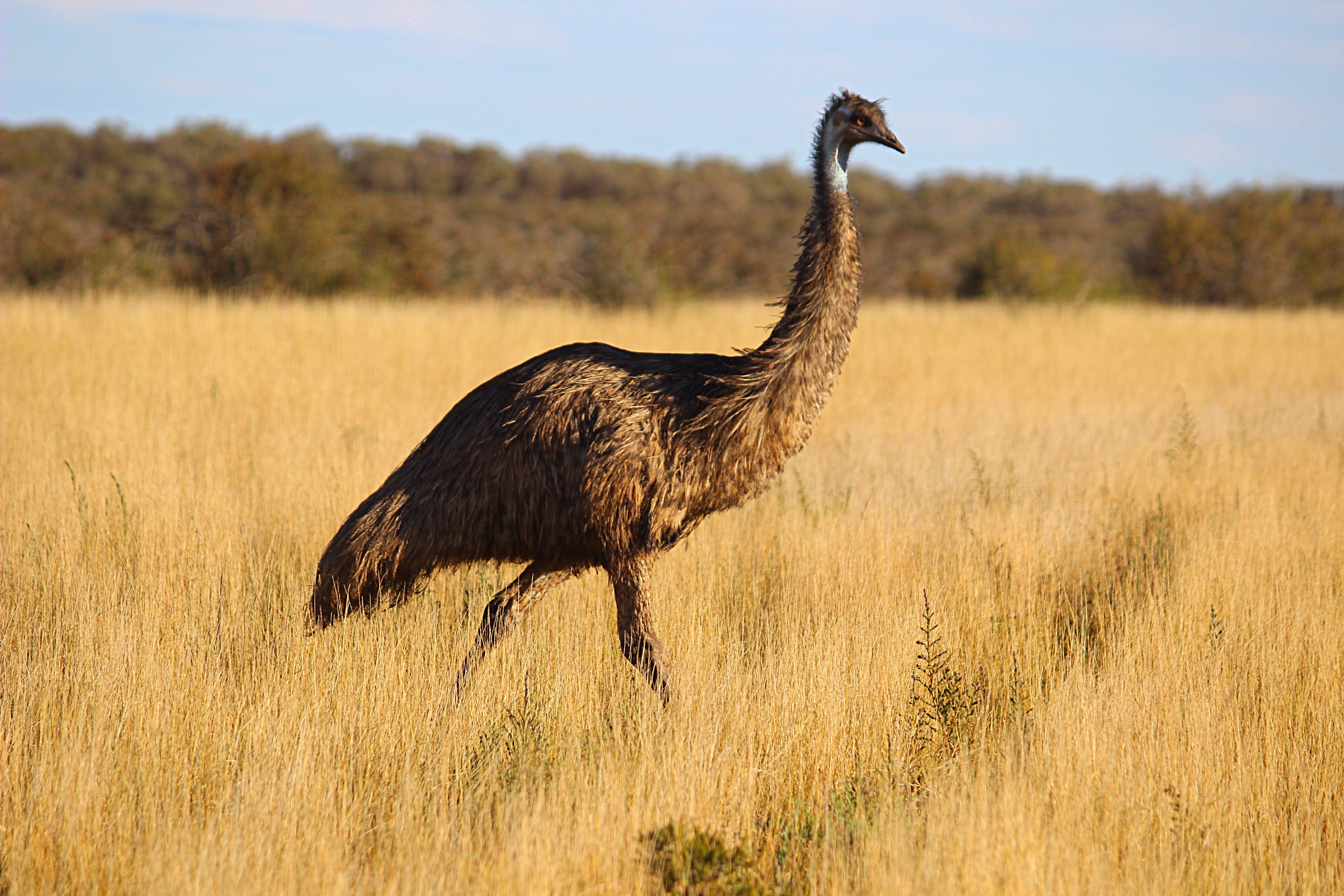 Wooleen Station | Australia's Golden Outback