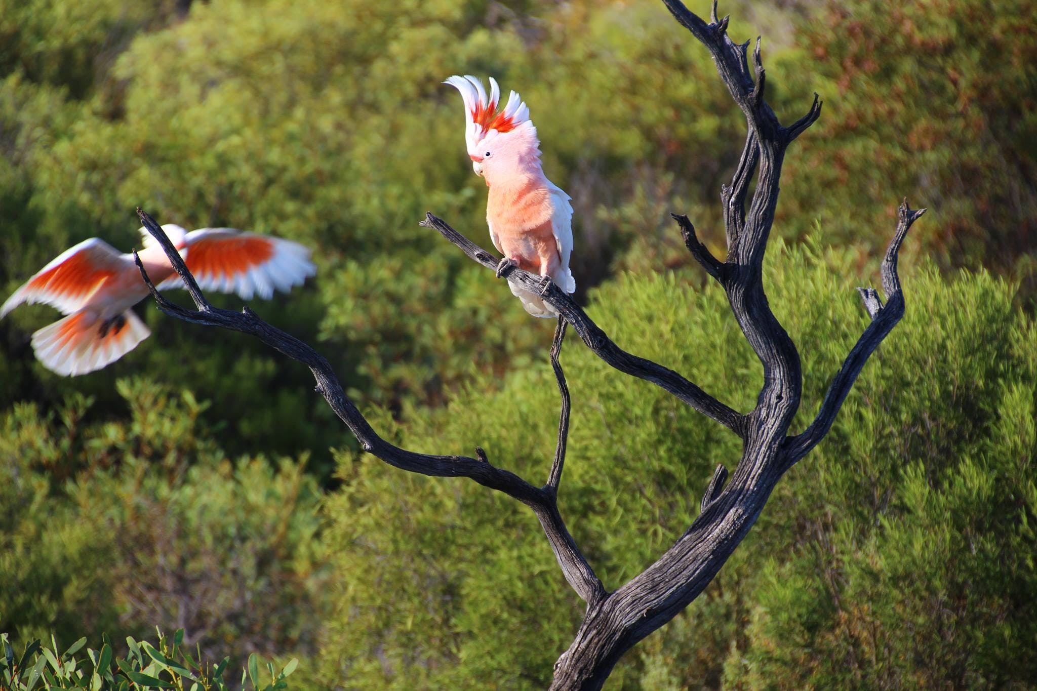 Eyre Bird Observatory | Australia's Golden Outback
