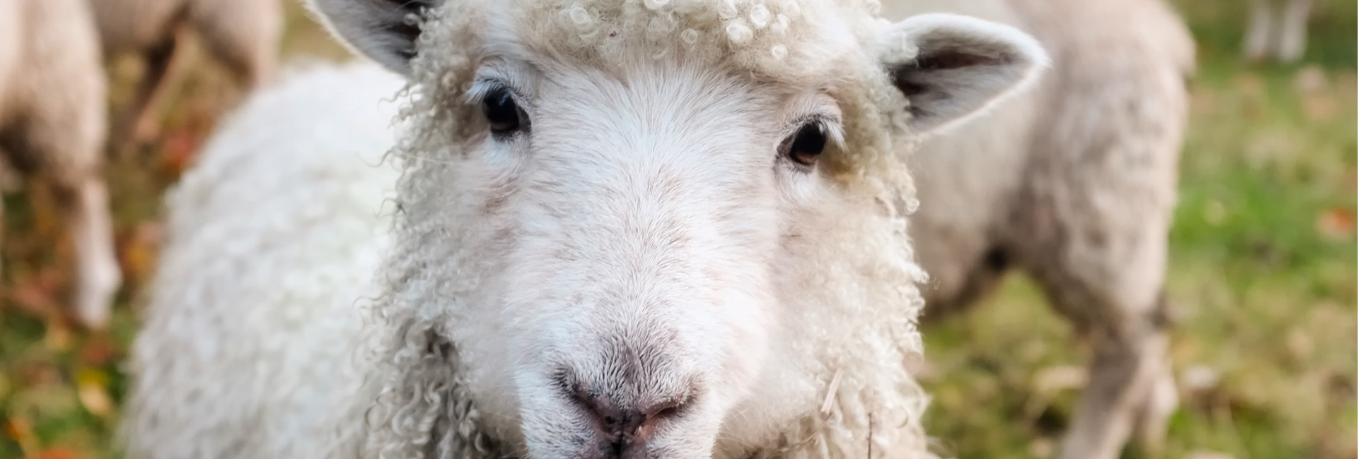 Darkan Sheepfest | Australia's Golden Outback