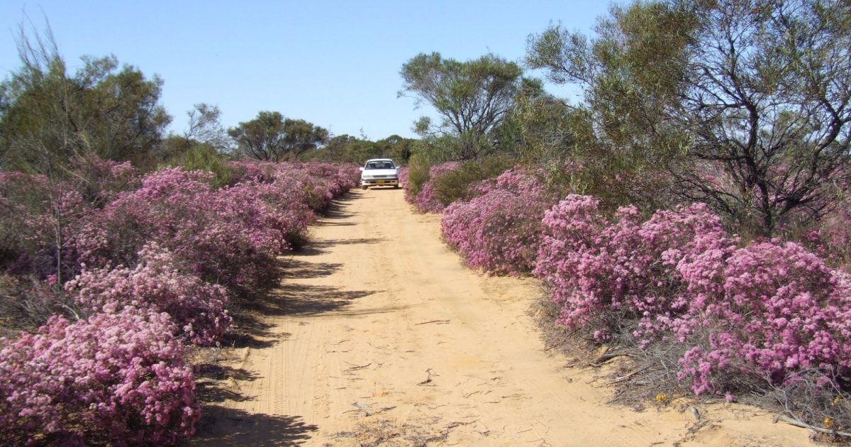 Reynoldson's Flora Reserve | Australia's Golden Outback