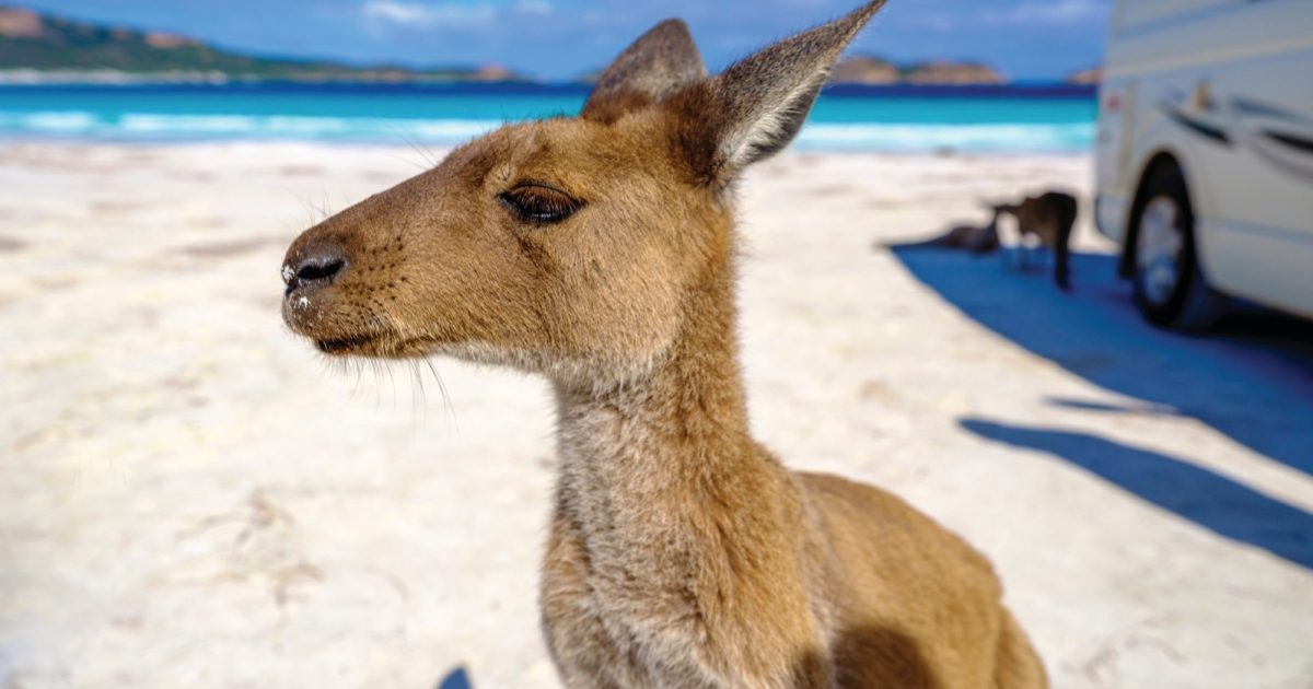 Lucky Bay - Things to do, Map, Facilities & More!