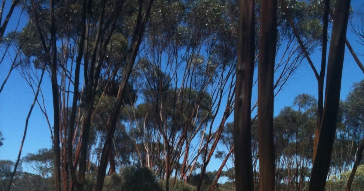 Boorabbin National Park | Australia's Golden Outback