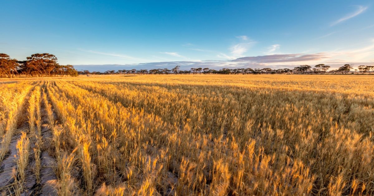 The Ultimate Haycation | Australia's Golden Outback