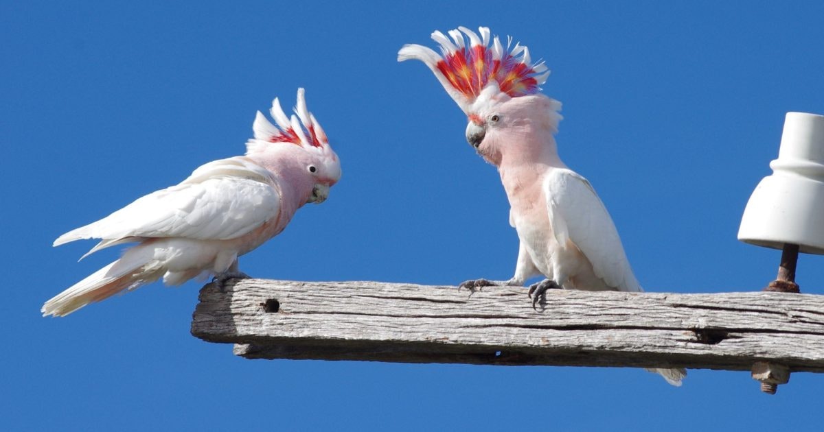 Eyre Bird Observatory | Australia's Golden Outback