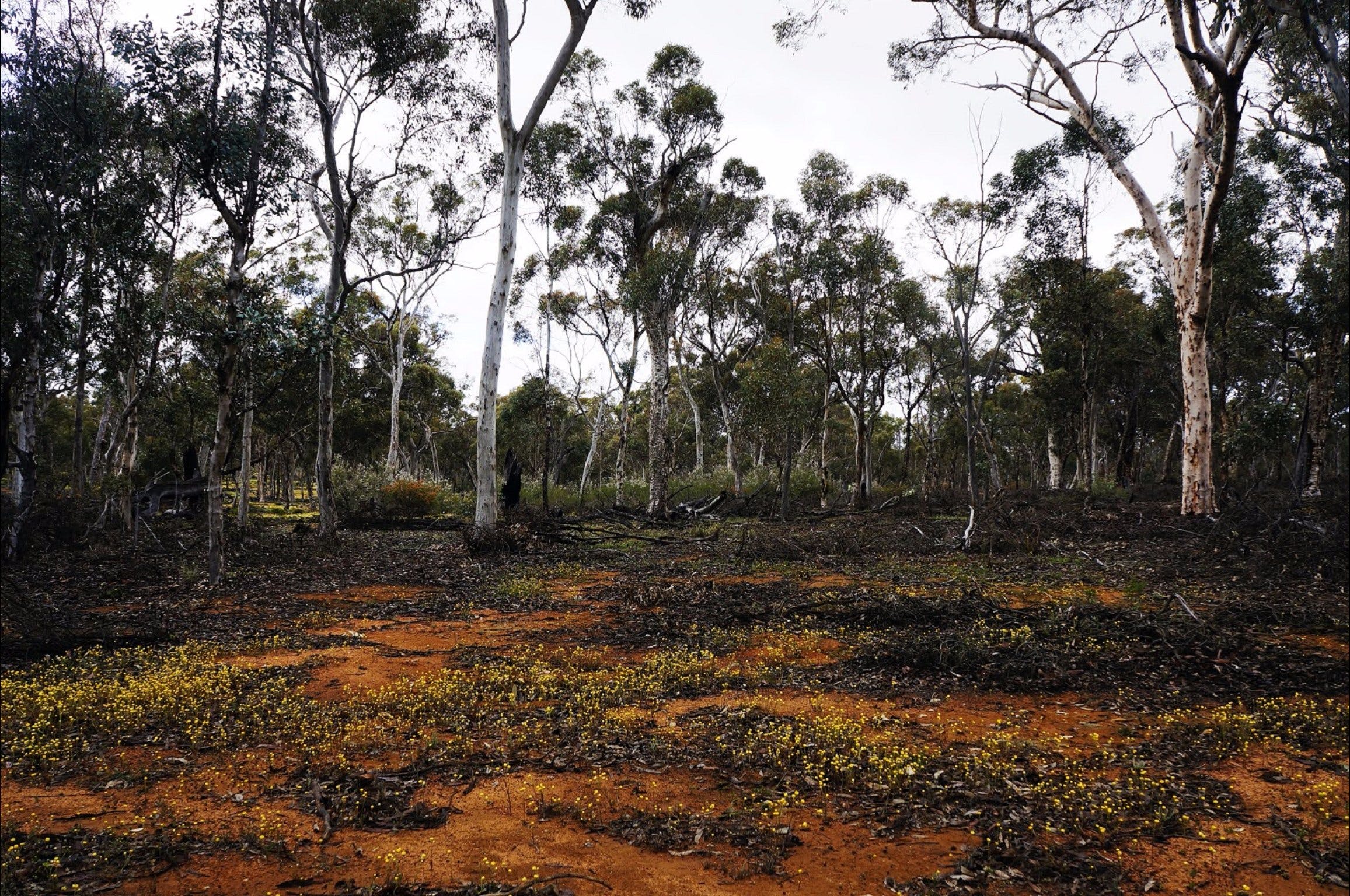 Dryandra Woodland National Park | Australia's Golden Outback