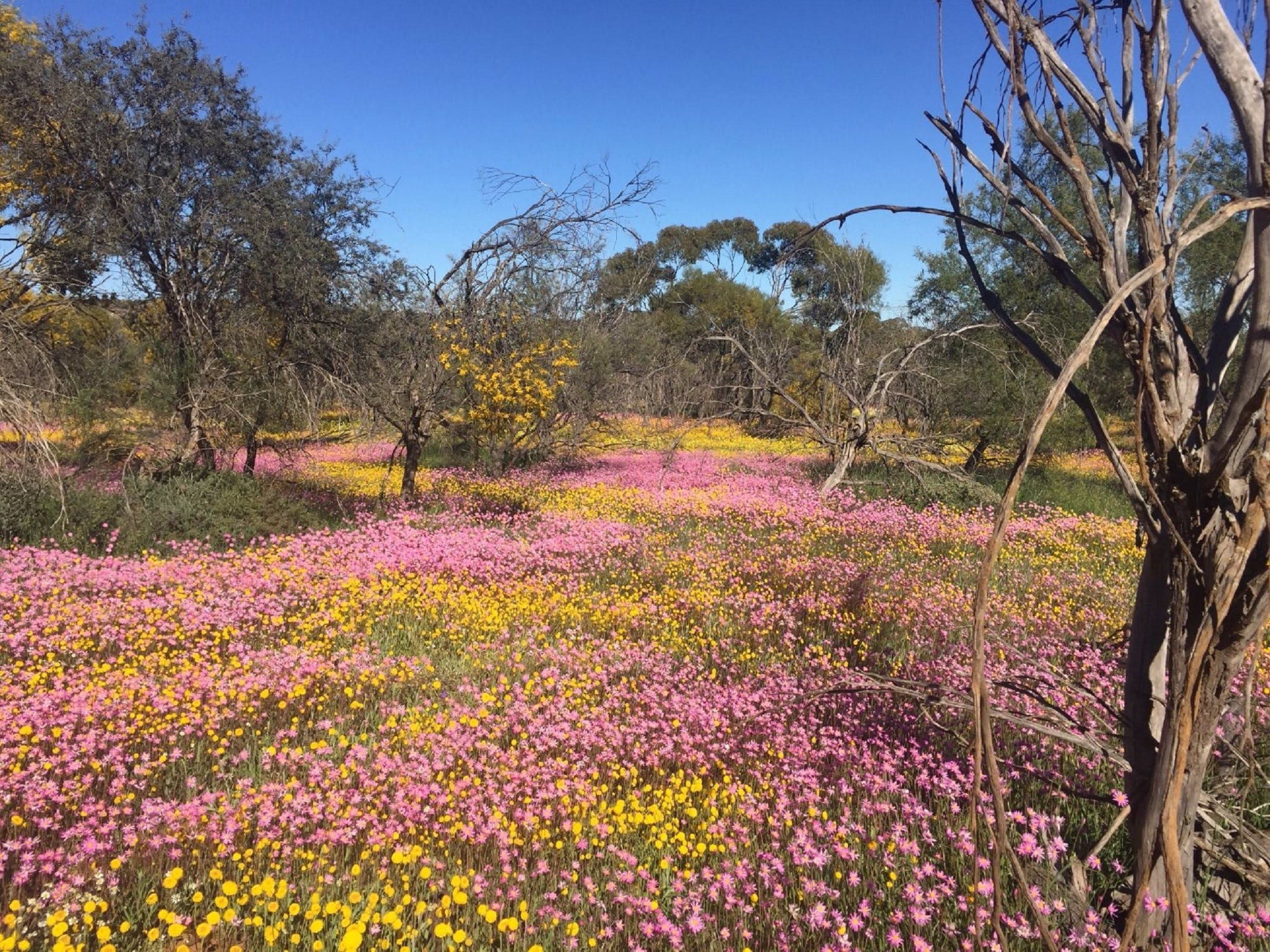 Dalwallinu Remnant Bushland | Australia's Golden Outback