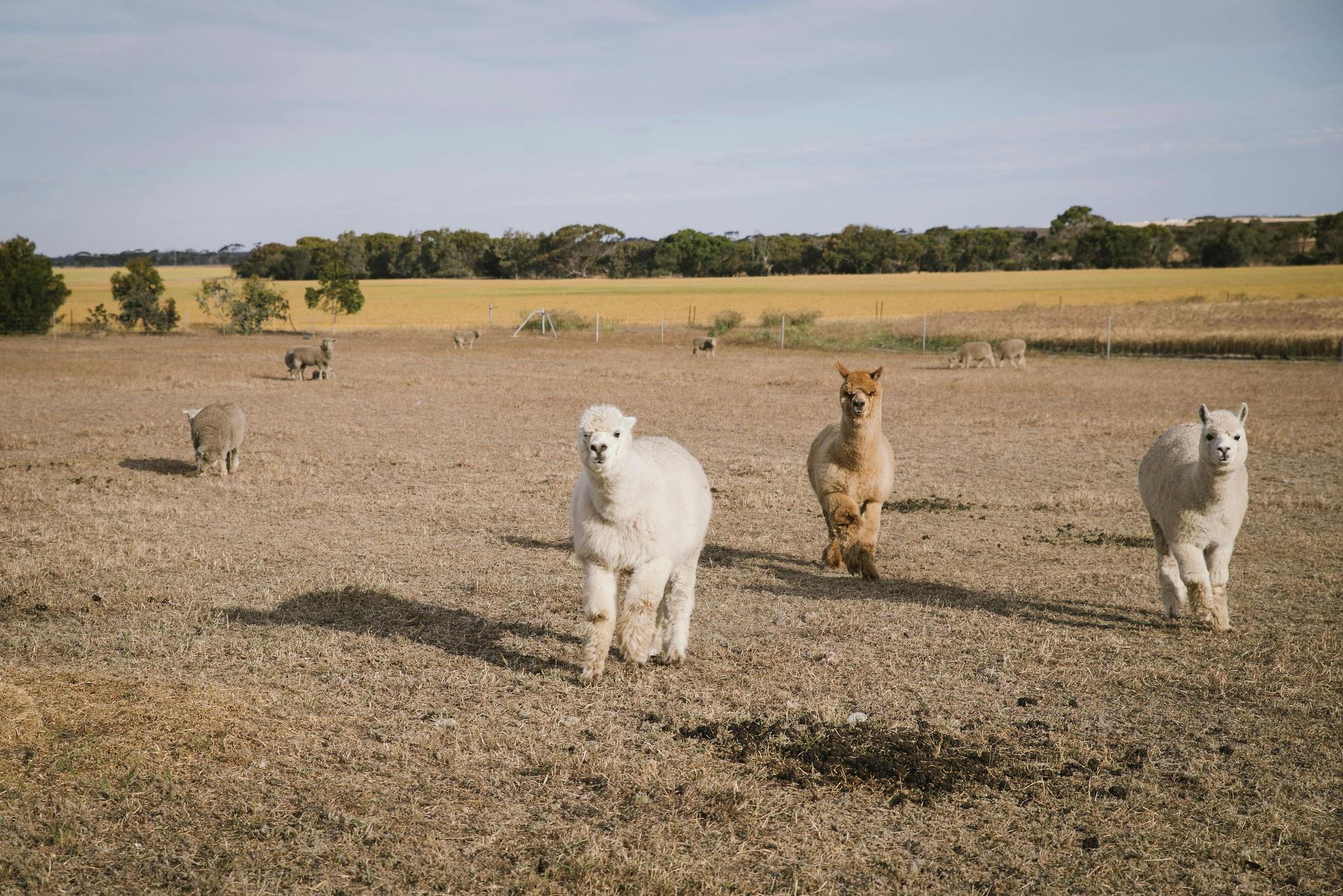 The Paddock Camp Corrigin | Australia's Golden Outback